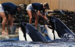 Kandu 5’s Gallery – Inherently Wild