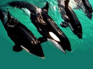 Kandu 5’s Gallery – Inherently Wild