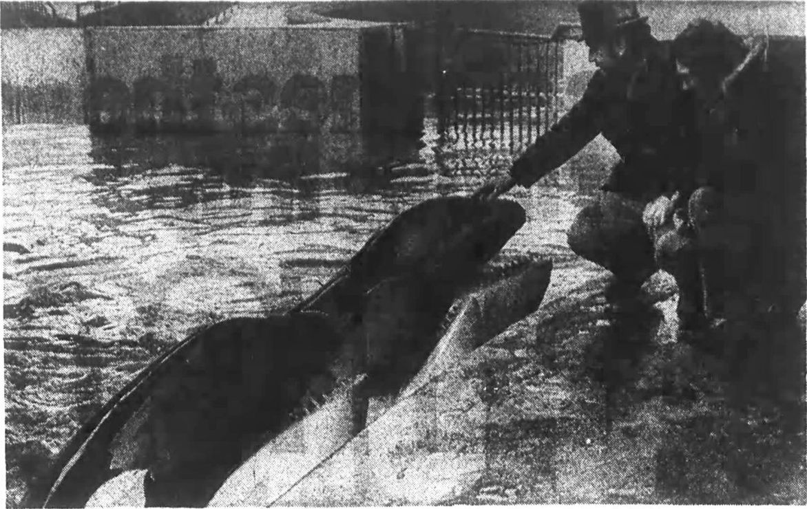 Kanduke’s Gallery – Inherently Wild