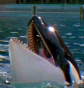 Kotar’s Gallery – Inherently Wild