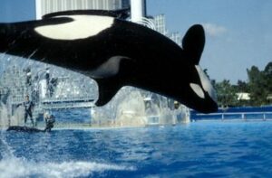 Kandu 5’s Gallery – Inherently Wild