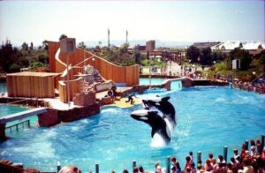 Kandu 5’s Gallery – Inherently Wild