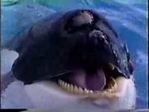 Kotar’s Gallery – Inherently Wild