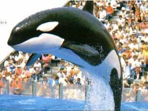 Kandu 5’s Gallery – Inherently Wild