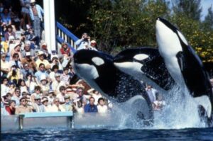 Kotar’s Gallery – Inherently Wild