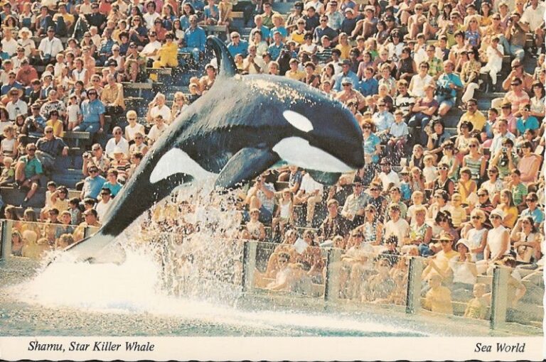 Shamu’s Gallery – Inherently Wild
