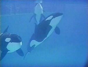 Kotar’s Gallery – Inherently Wild