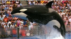 Kandu 5’s Gallery – Inherently Wild