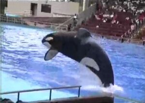 Kotar’s Gallery – Inherently Wild