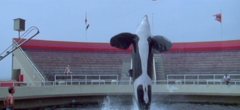 Orky 2’s Gallery – Inherently Wild