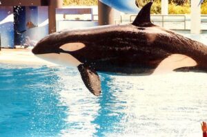 Winnie’s Gallery – Inherently Wild