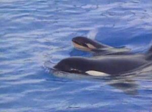 Kandu 5’s Gallery – Inherently Wild