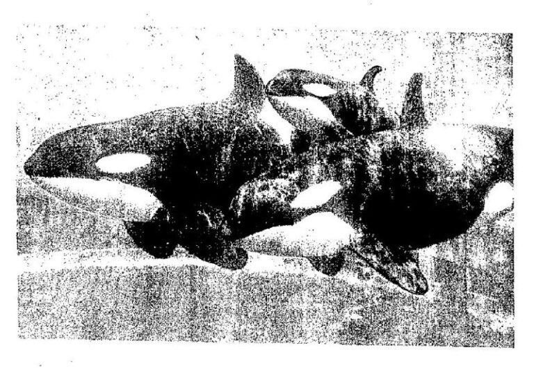 Orky 2’s Gallery – Inherently Wild