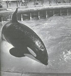 Skana’s Gallery – Inherently Wild