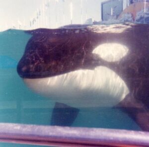 Kandu 5’s Gallery – Inherently Wild