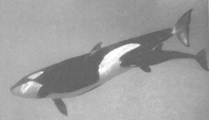 Kandu 5’s Gallery – Inherently Wild