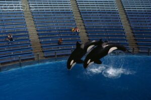 Kandu 5’s Gallery – Inherently Wild