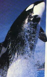 Kandu 5’s Gallery – Inherently Wild