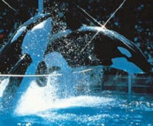 Kanduke’s Gallery – Inherently Wild