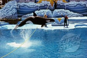 Kandu 5’s Gallery – Inherently Wild