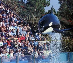 Kandu 5’s Gallery – Inherently Wild