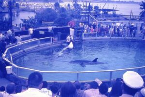 Shamu’s Gallery – Inherently Wild