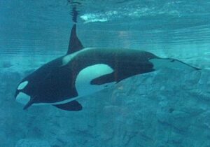 Taku’s Gallery – Inherently Wild