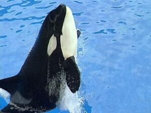 Taku’s Gallery – Inherently Wild