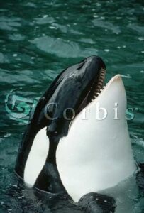 Bjossa’s Gallery – Inherently Wild