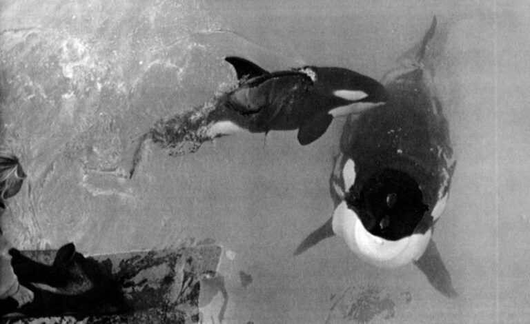 Baby Shamu 2’s Gallery – Inherently Wild