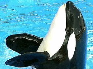 Taku’s Gallery – Inherently Wild