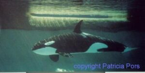 Bjossa’s Gallery – Inherently Wild