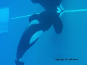Kandu 7’s Gallery – Inherently Wild