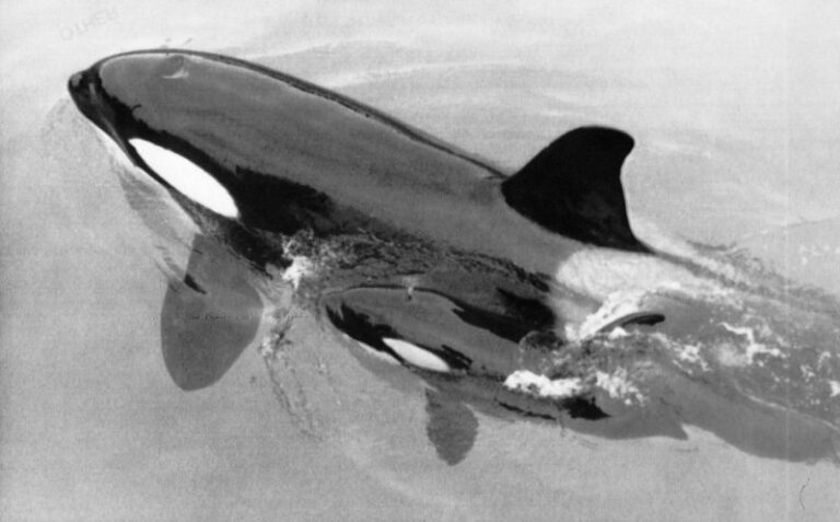 Baby Shamu 2’s Gallery – Inherently Wild