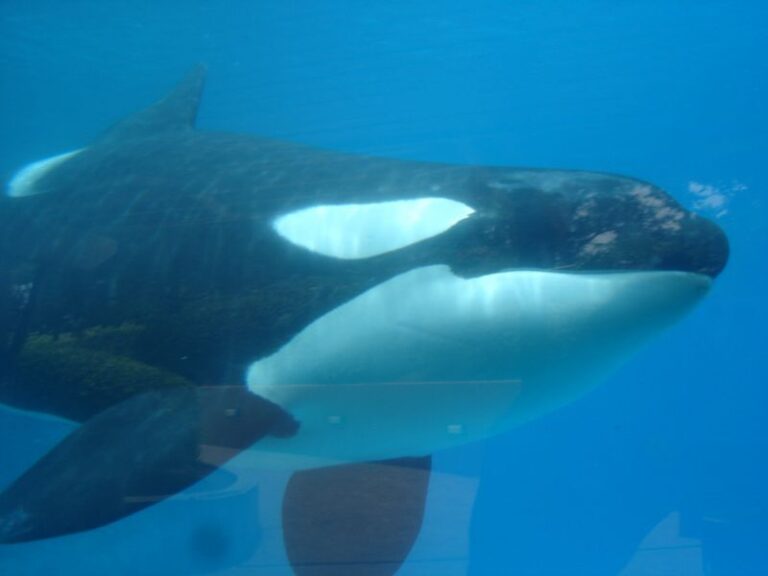 Taima’s Gallery – Inherently Wild