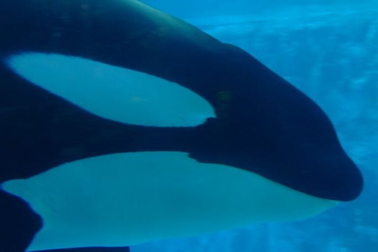 Tilikum’s Gallery – Inherently Wild