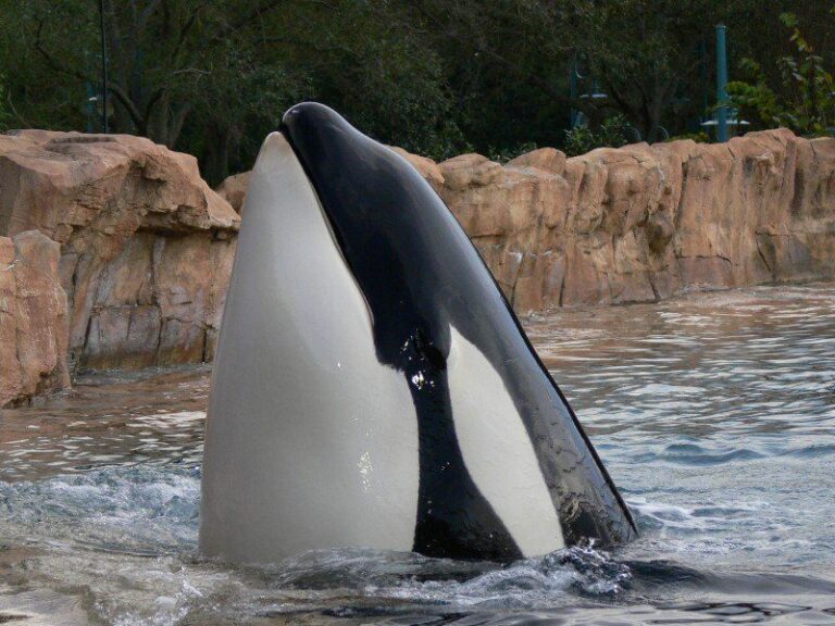 Taima’s Gallery – Inherently Wild