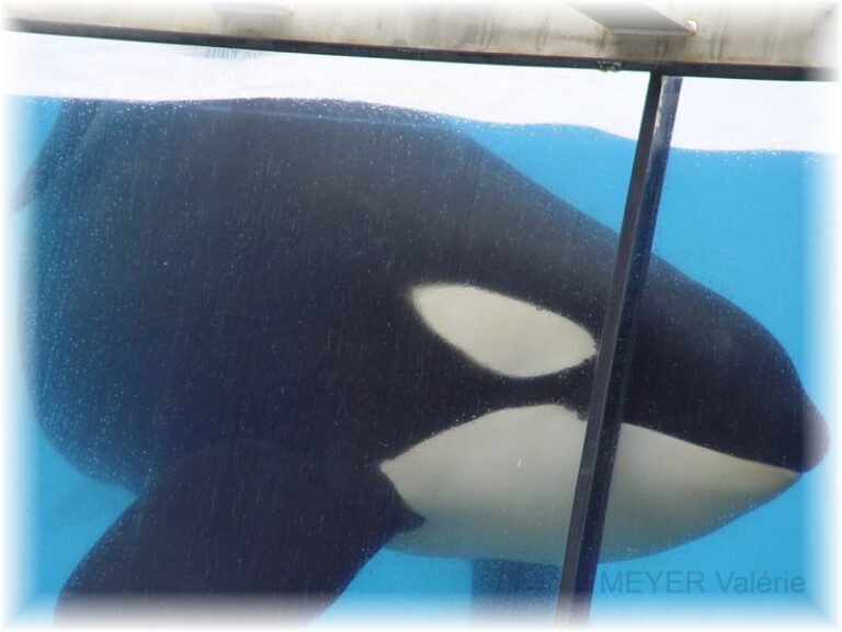 Kim 2’s Gallery – Inherently Wild