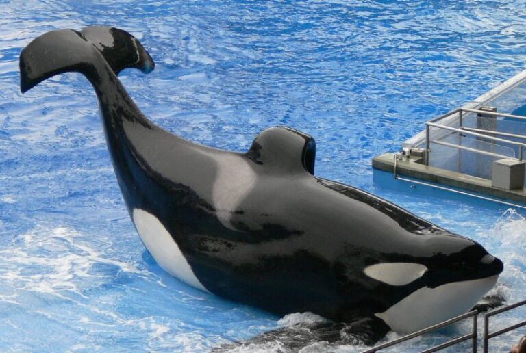 Tilikum’s Gallery – Inherently Wild