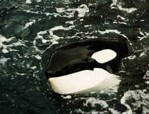 Bjossa’s Gallery – Inherently Wild