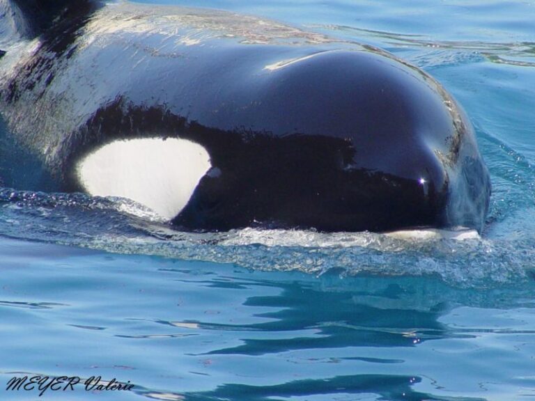 Kim 2’s Gallery – Inherently Wild