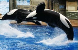 Taku’s Gallery – Inherently Wild