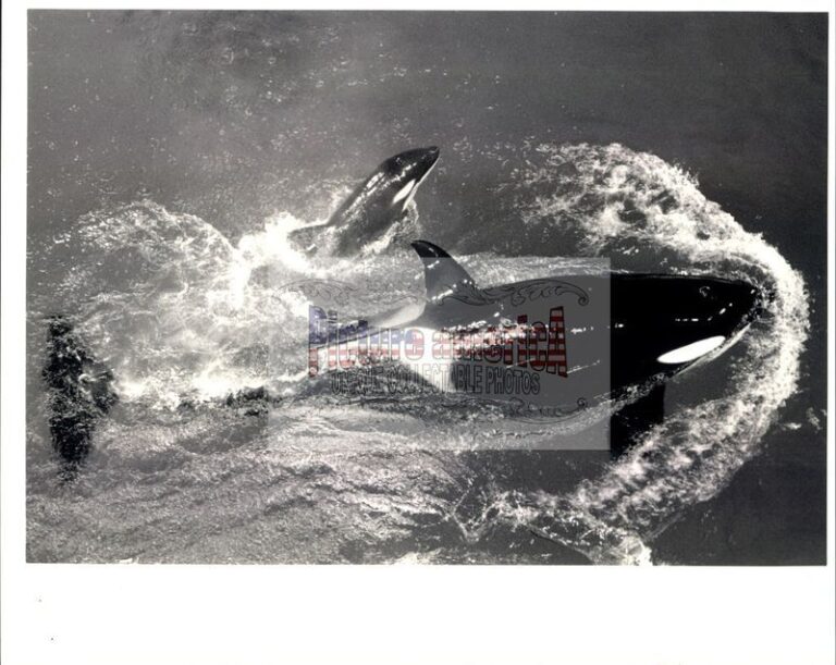 Taku’s Gallery – Inherently Wild