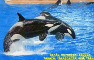 Taku’s Gallery – Inherently Wild