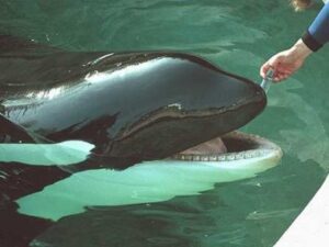 Bjossa’s Gallery – Inherently Wild