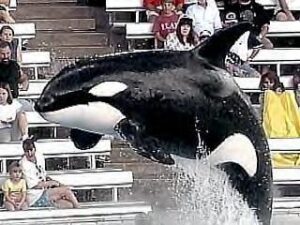 Taku’s Gallery – Inherently Wild