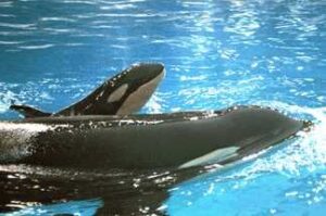 Tuar’s Gallery – Inherently Wild