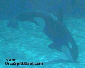 Tuar’s Gallery – Inherently Wild