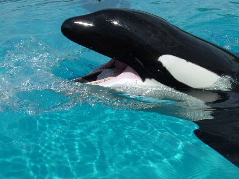 Kiska’s Gallery – Inherently Wild