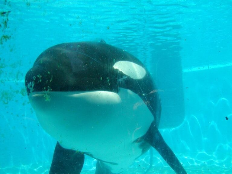 Shouka’s Gallery – Inherently Wild